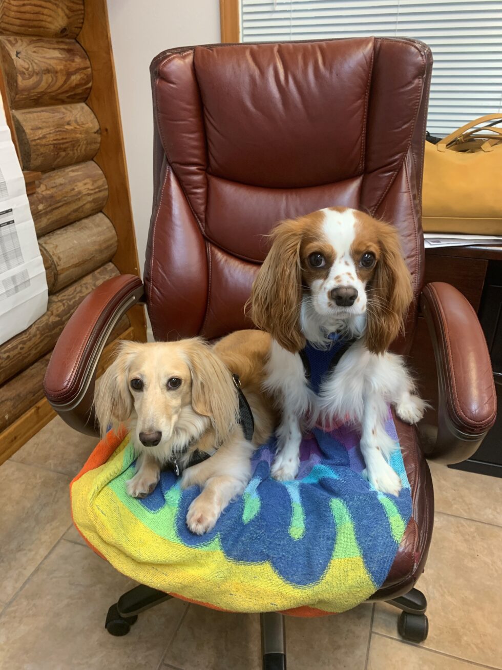 Pontchartrain Animal Hospital Patient Gallery | Vet Clinic In Slidell ...